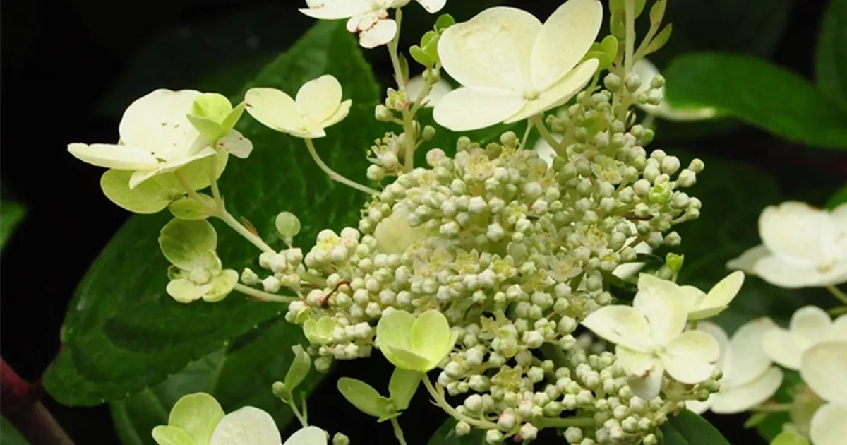 Hydrangea paniculata 'Little Quick Fire'